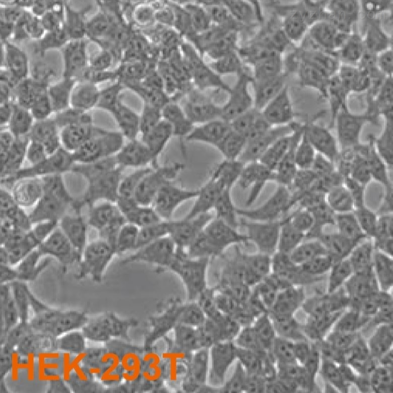 293T，HEK-293T，人胚肾细胞-南京江苑生物科技有限公司